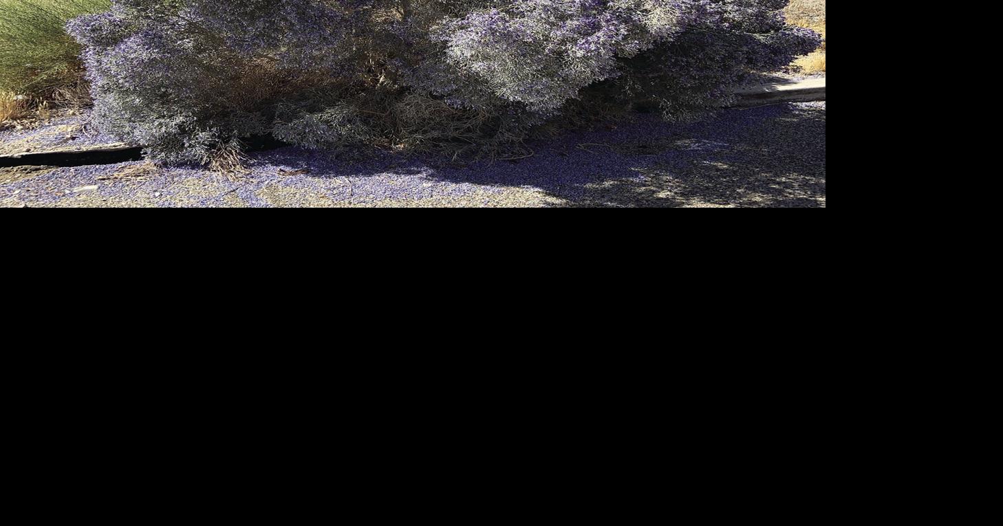 Smoketrees about to burst into bloom | Lifestyle | havasunews.com