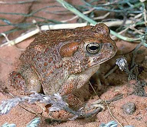 Arizona toad could get endangered species status | Local News Stories ...