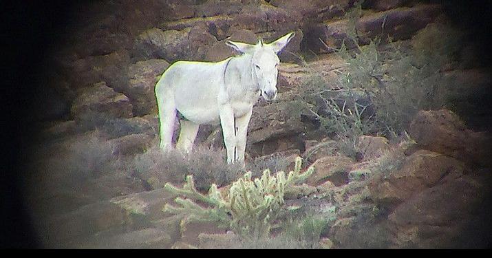 Photo: White burro spotted | Local News Stories | havasunews.com