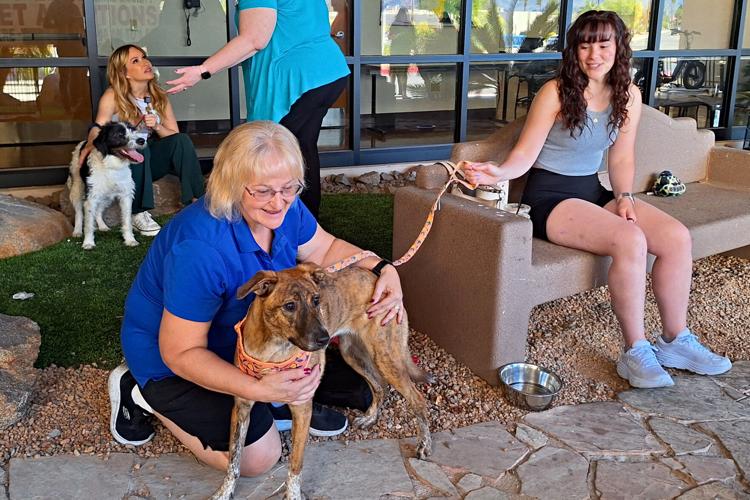 Adoptable dogs touch the hearts of Havasu Regional Medical Center staff ...