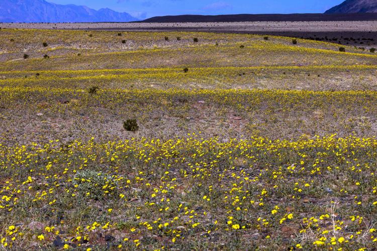‘There’s life here’: Death Valley nears ‘superbloom’ status as ...