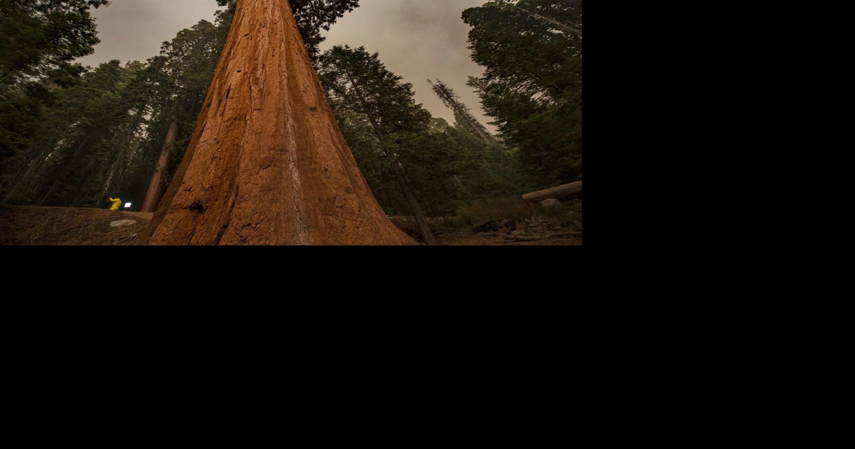 Four most polluted national park sites are in California | Nation ...