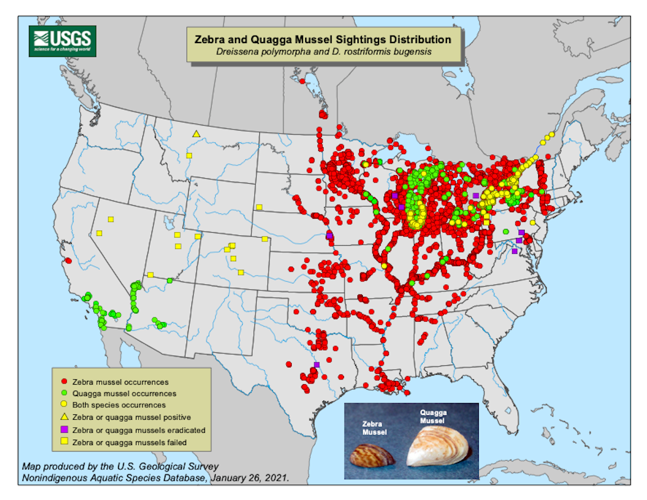 The Conversation: The westward spread of zebra and quagga mussels shows ...