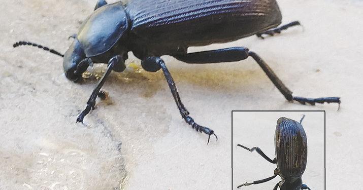 What’s up with the beetles that do headstands? | Lifestyle | havasunews.com