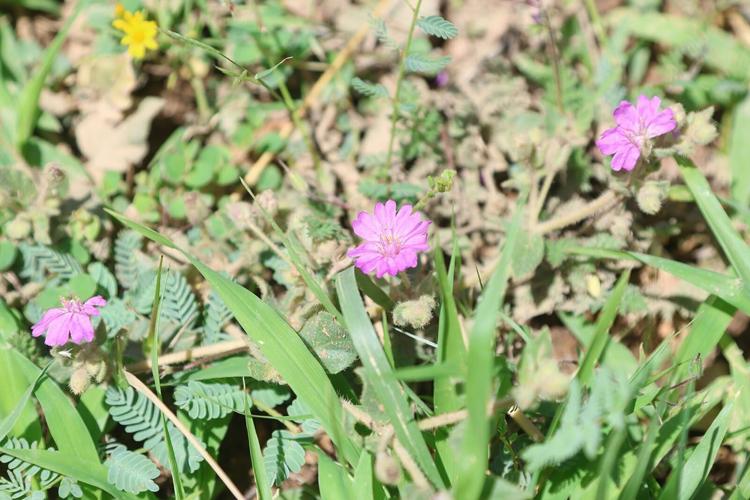 Flowering through the heat | Lifestyle | havasunews.com