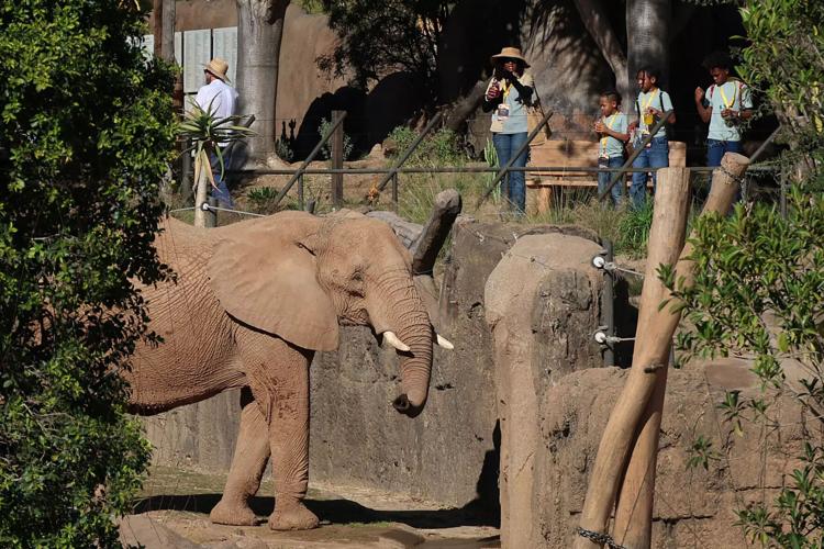So close you can see elephant eyelashes? Welcome to San Diego's ...