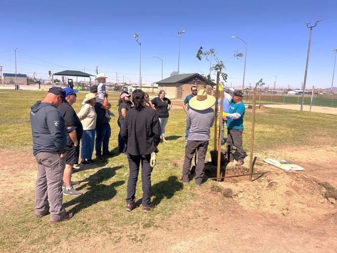 Tree-planting event celebrates new trees being planted in parks ...