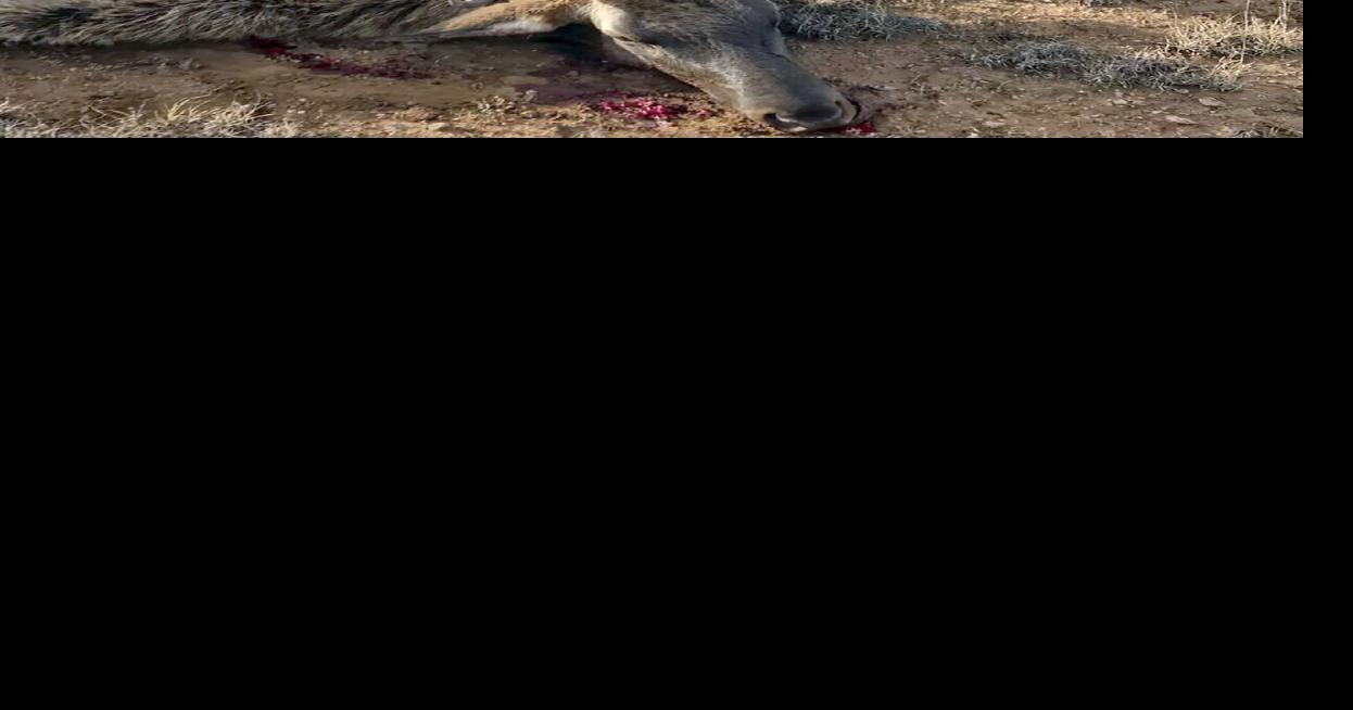 Young hunter takes his first bull elk | Lifestyle | havasunews.com