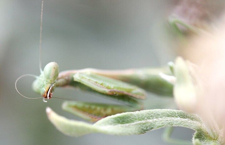 Nature Note | Praying Mantis | Local News Stories | havasunews.com