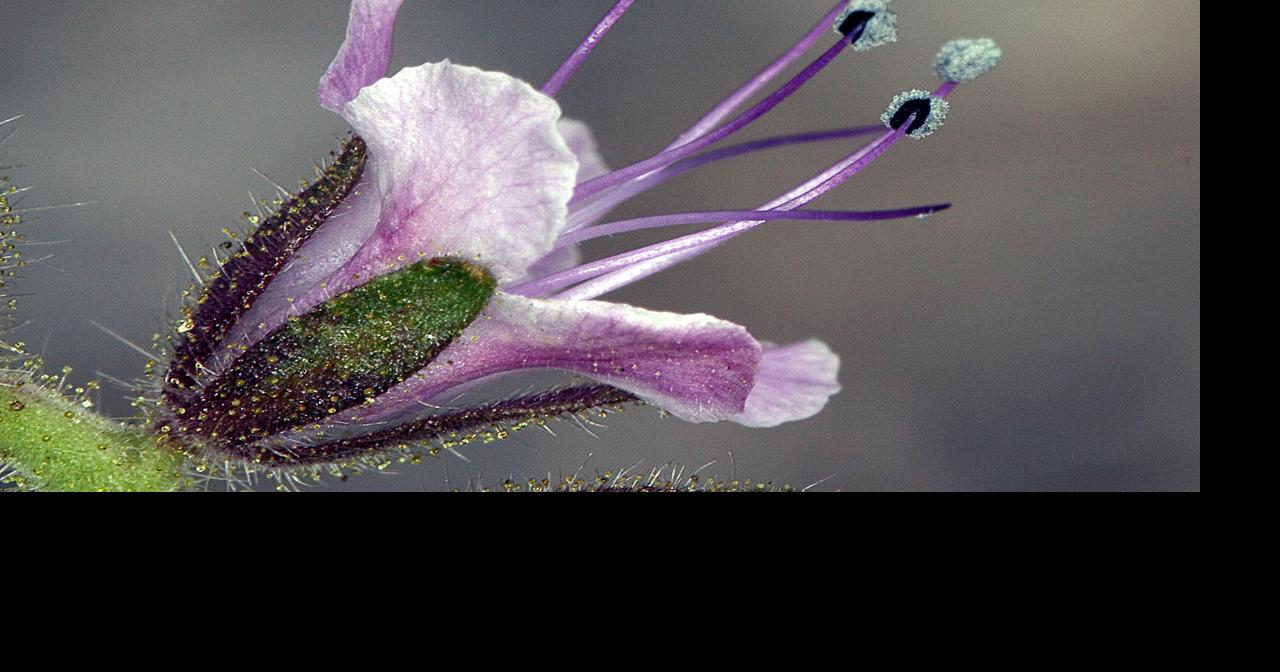 Reptiles, scorpion weed set for seasonal returns | Local News Stories ...