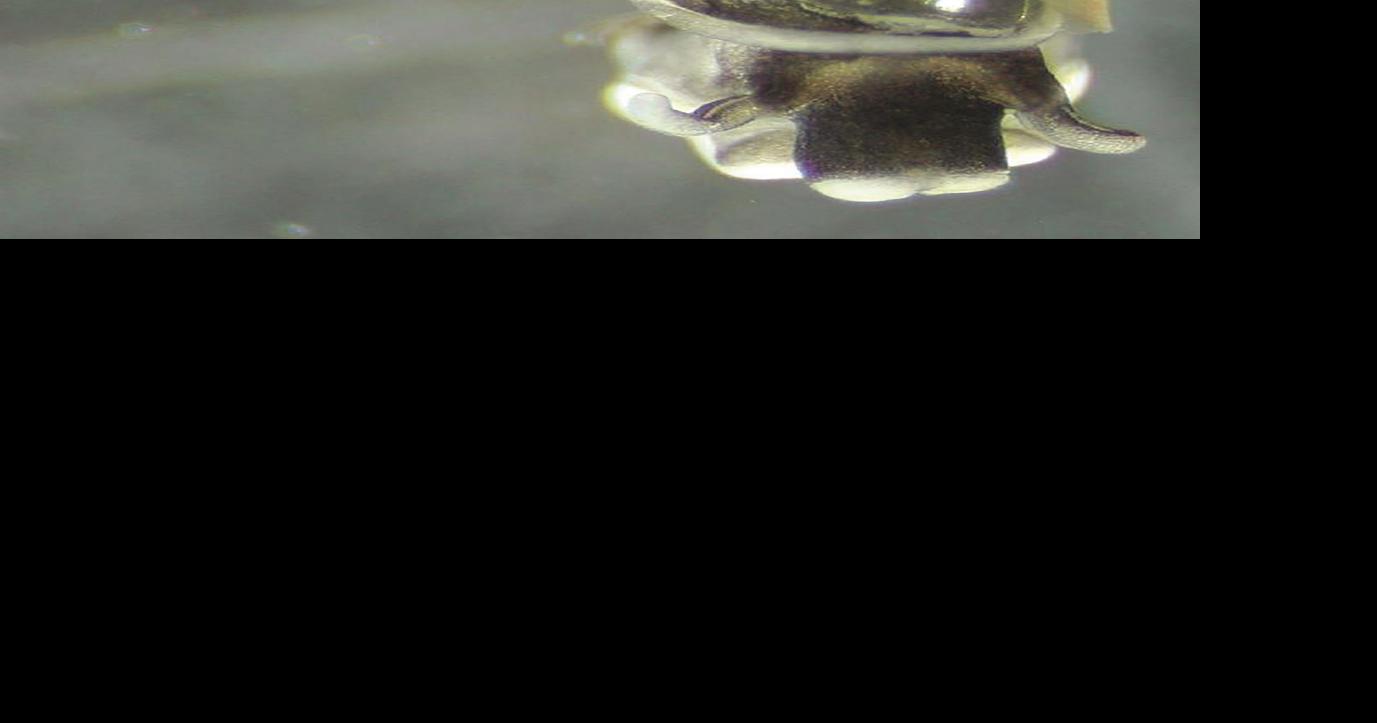 Invasive snail species found outside Colorado River | Local News ...