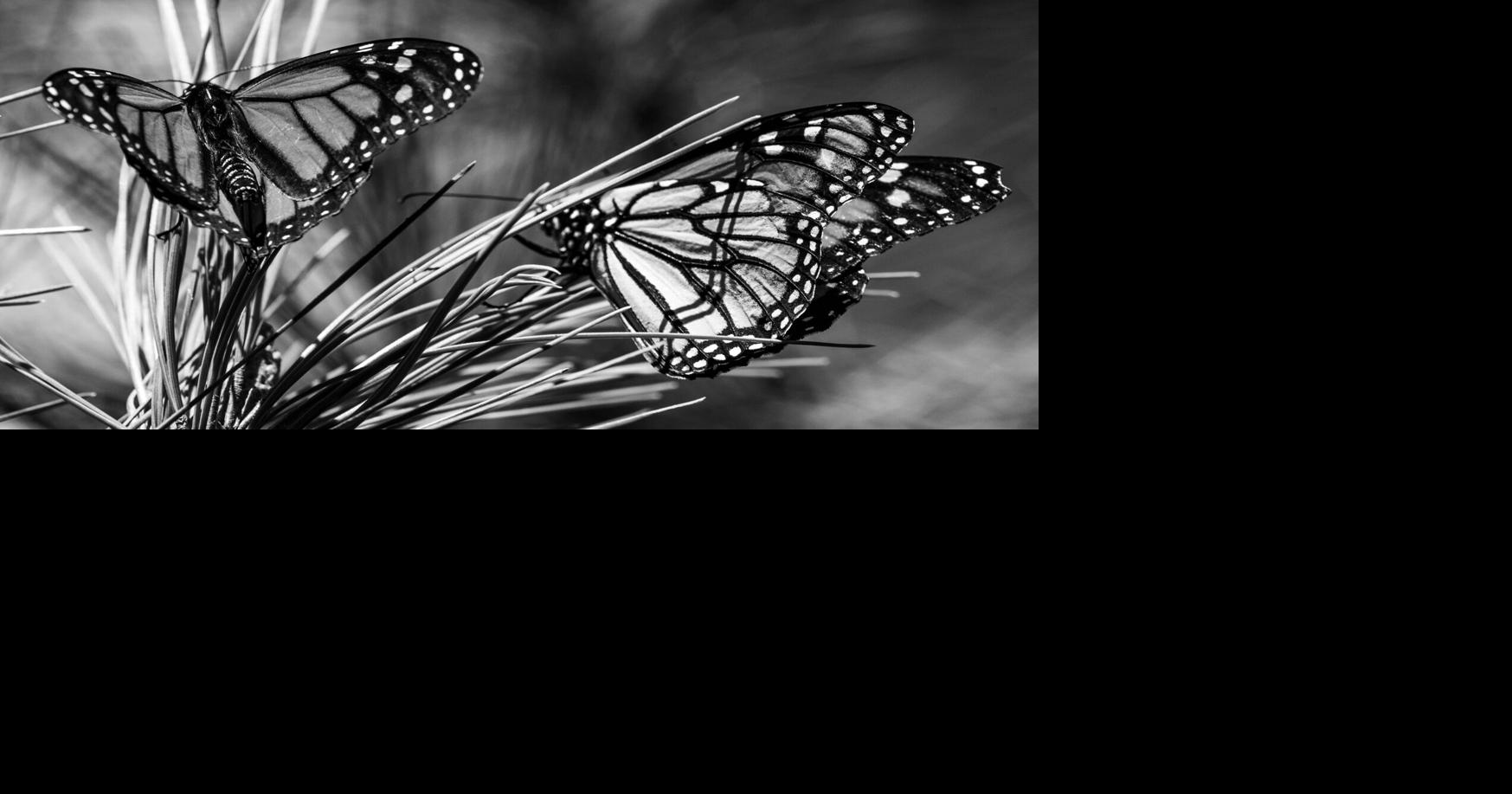 Monarch butterflies wintering in California rebound | Nation and World ...