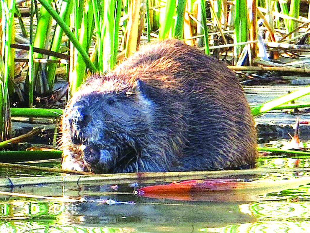 In the Las Vegas desert, beavers turn a drainage channel into habitat ...