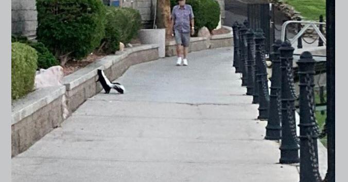 Good morning! Skunks sighted along Bridgewater Channel | Opinion ...