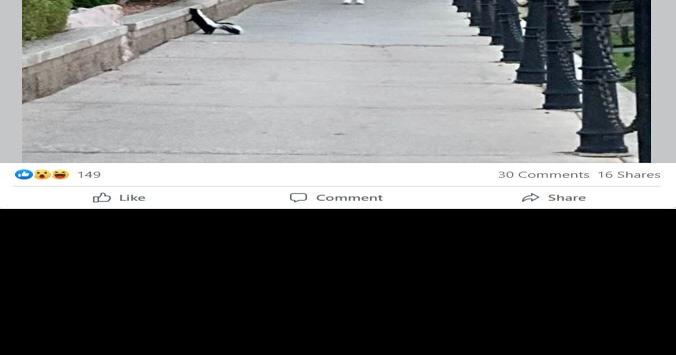 Good morning! Skunks sighted along Bridgewater Channel | Opinion ...