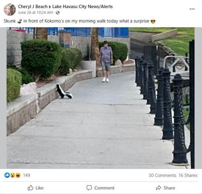 Good morning! Skunks sighted along Bridgewater Channel | Opinion ...