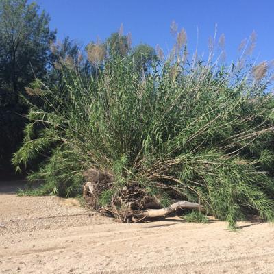 Invasive giant reed taking over Arizona rivers, lakes | Local News ...