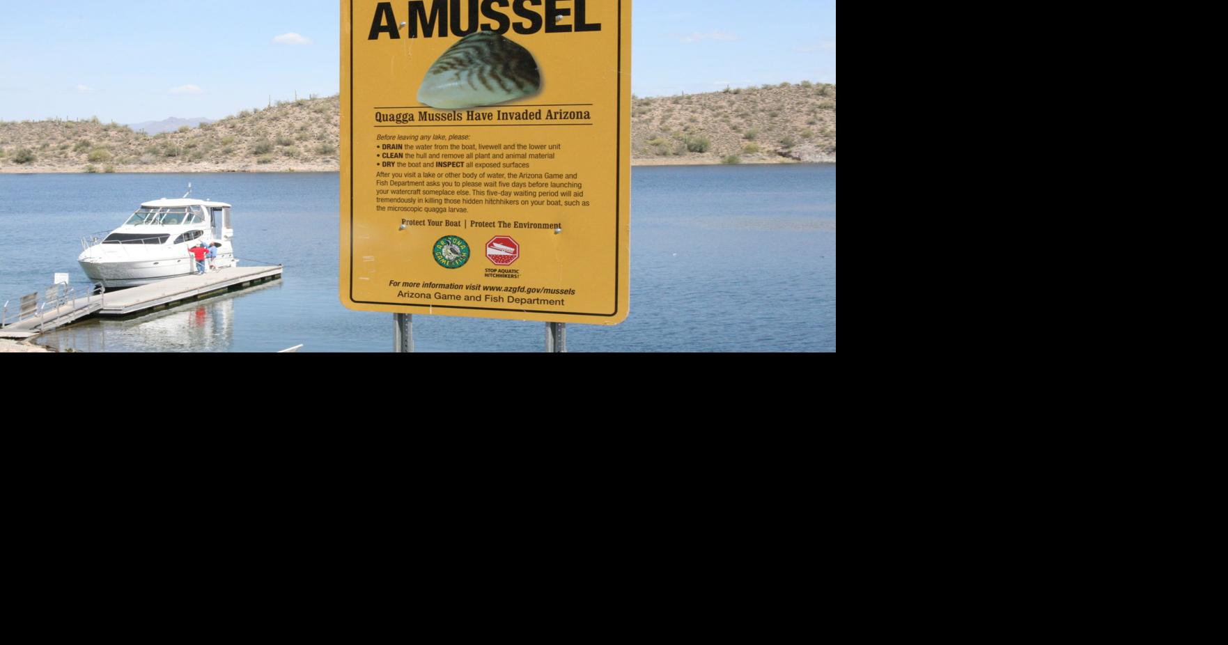A fight with mussels | Local News Stories | havasunews.com