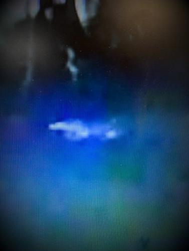 Gone gator? No sign of 'unidentified animal' in Bridgewater Channel ...