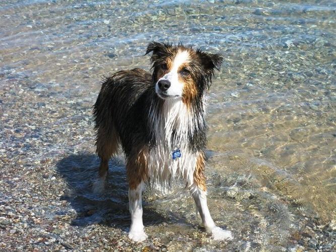 Photos: Dogs love Lake Havasu | Complimentary | havasunews.com