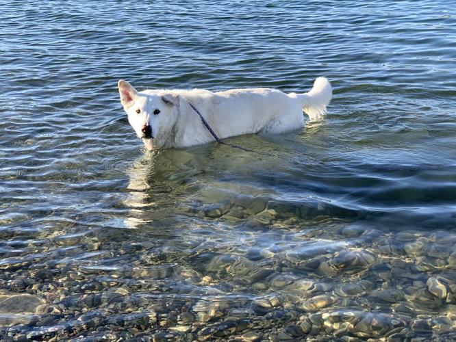 Photos: Dogs love Lake Havasu | Complimentary | havasunews.com