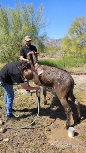 Golden Valley residents, BLM work together to save burro stuck in ...