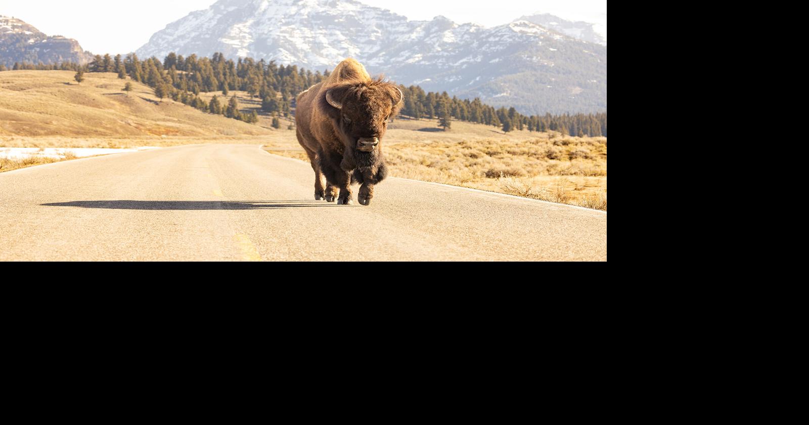 Yellowstone tourist kicks bison in its leg before it turns and injures ...