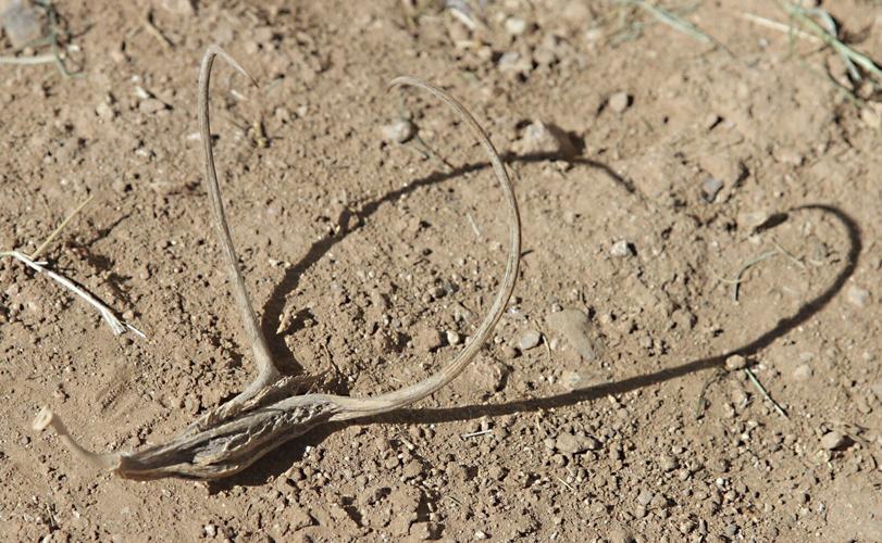 Nature Notes | Devil’s Claw | Local News Stories | havasunews.com