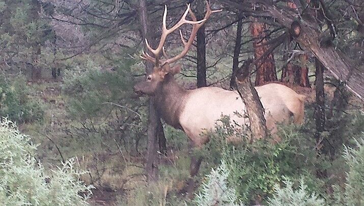Woman dies in elk attack in Hualapai Mountains | Local News Stories ...
