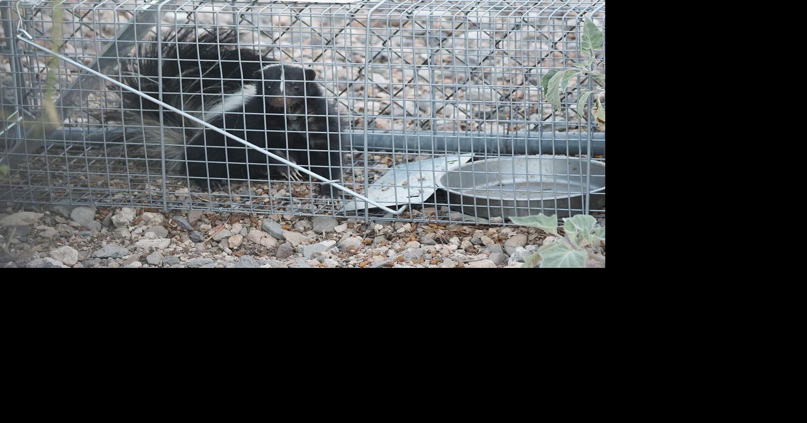 Nature Notes: How to uncatch a skunk | Lifestyle | havasunews.com