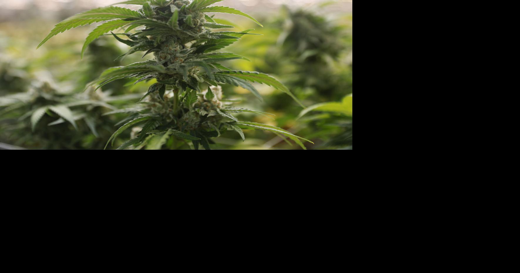 Arizona marijuana recall issued over possible mold contamination | Local News Stories ...