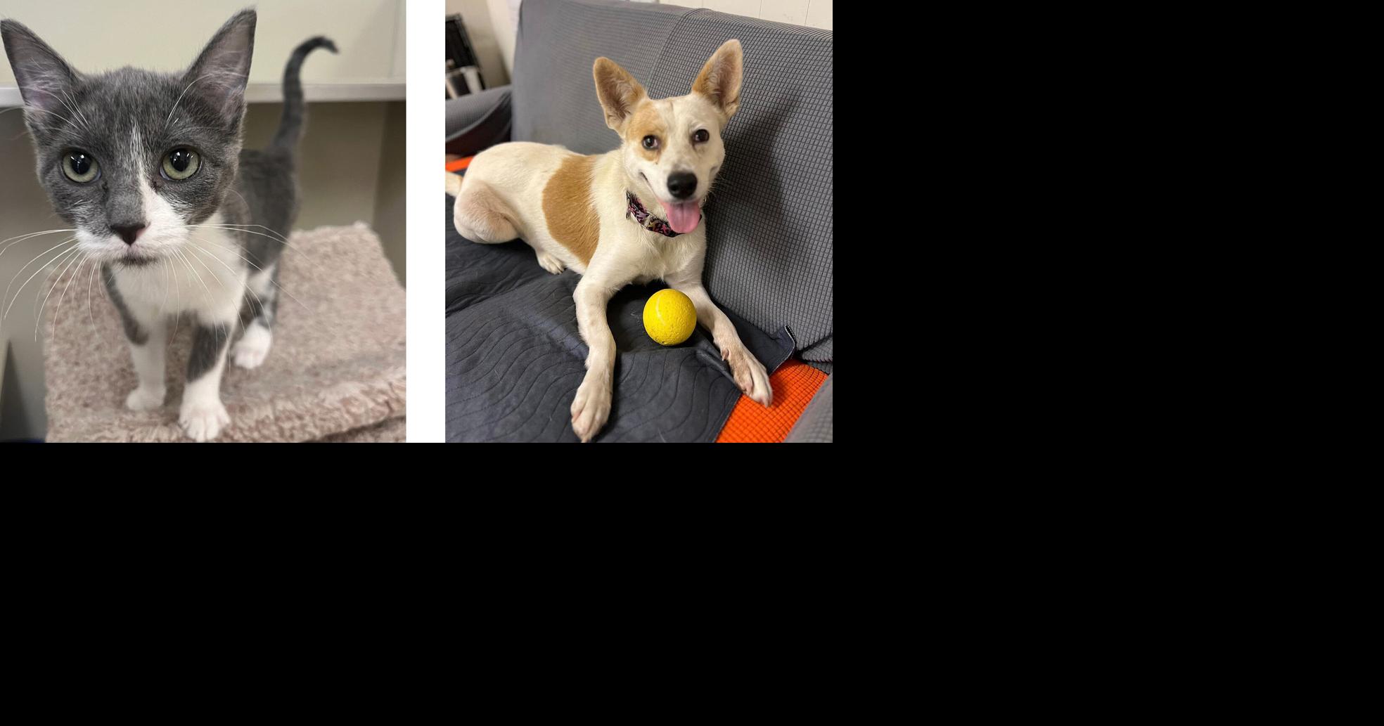 Pets of the Week – January 21, 2025 | Community Life ...