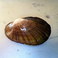 Guadalupe River mussels could be named to ‘endangered’ list ...