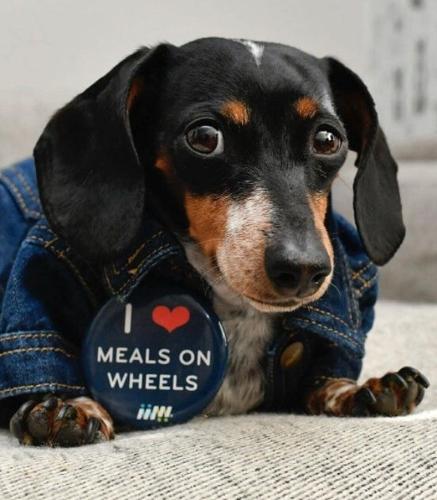 Dietert to host ‘Share the Love’ pet food drive | Community Life ...