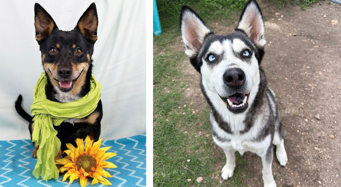 Pets of the Week – April 29, 2026 | Community Life | hccommunityjournal.com