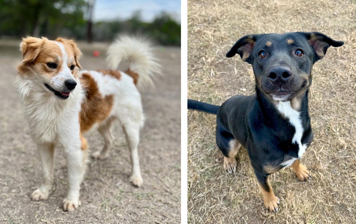 Pets of the Week – January 7, 2025 | Community Life ...