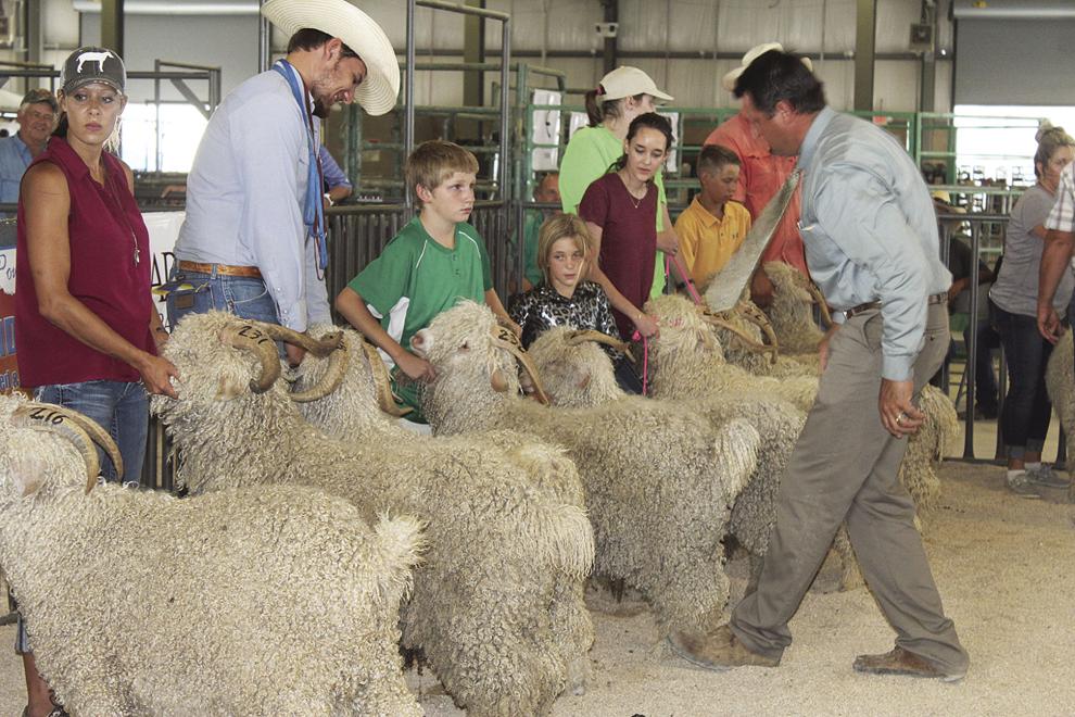 Angora goats still an economic factor for local economy ...