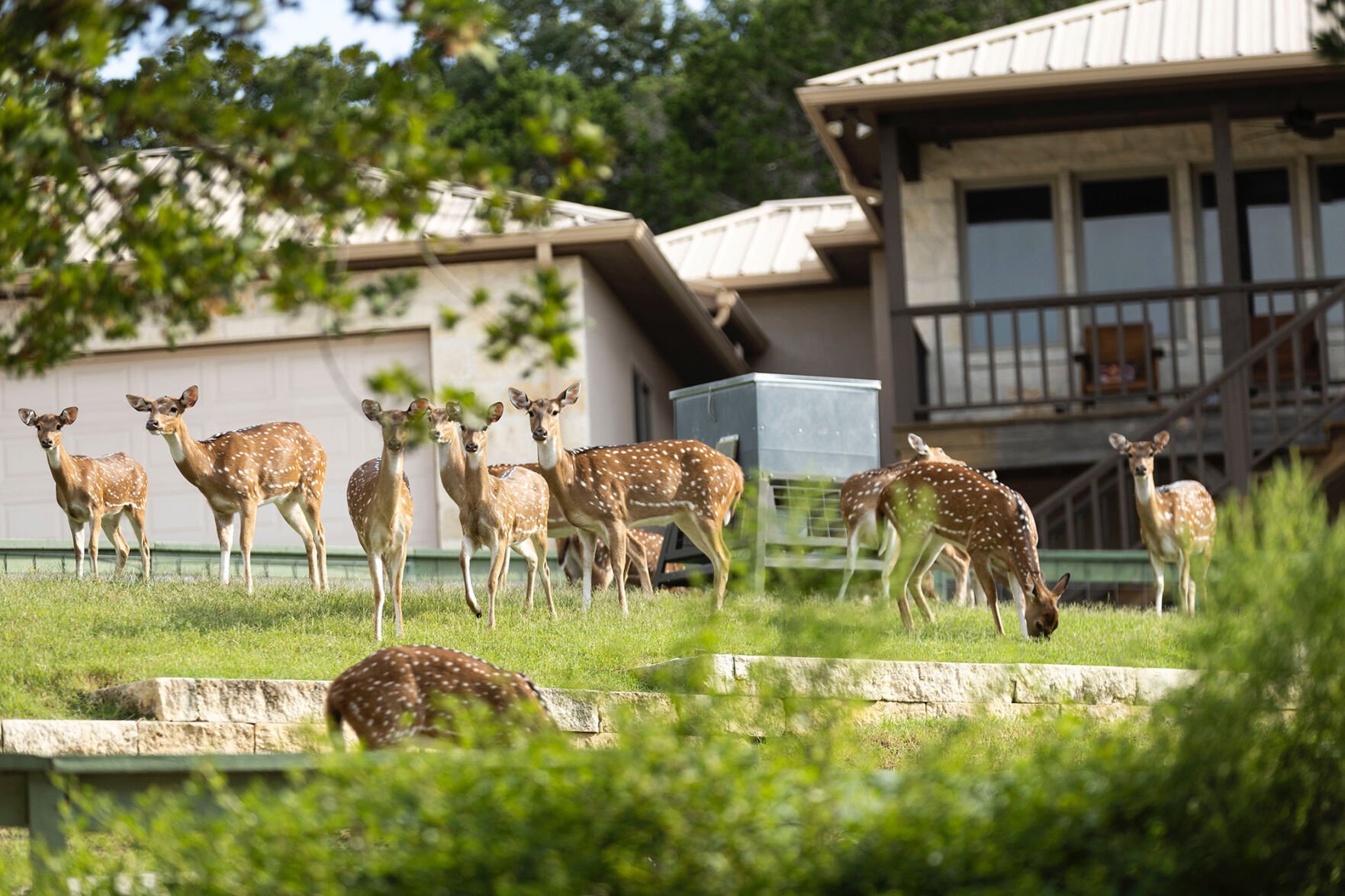 Local partnership tackles flood recovery with focus on deer management project | Local News ...