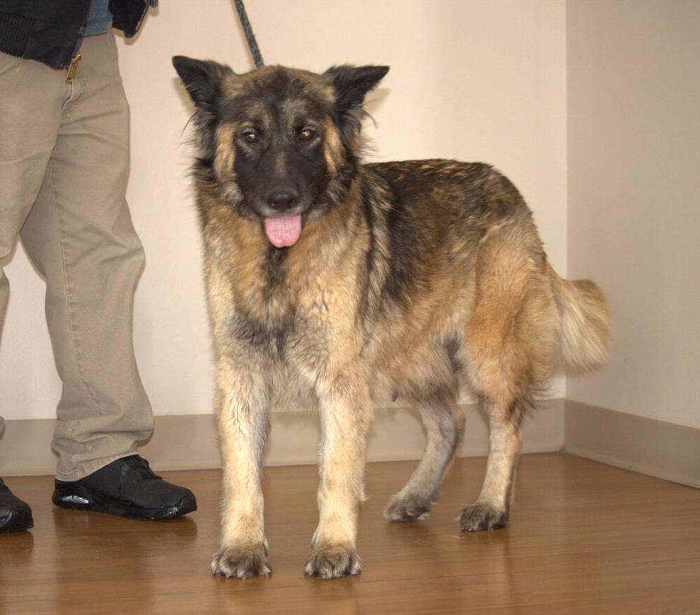 SHEPHERD MIX. Found stray. 1 1