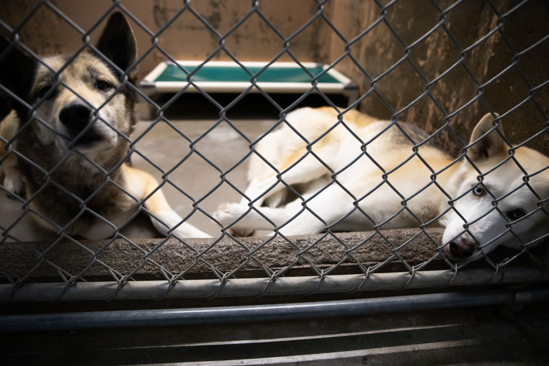 Lewis and Clark Humane Society houses 32 dogs recovered