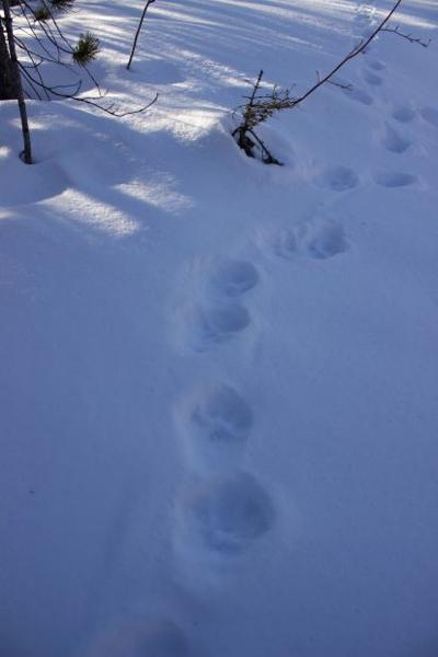 Winter wildlife tracking class recruiting volunteers for carnivore study