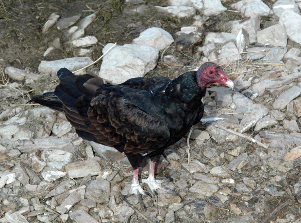 Bald, silent turkey vulture unfairly maligned