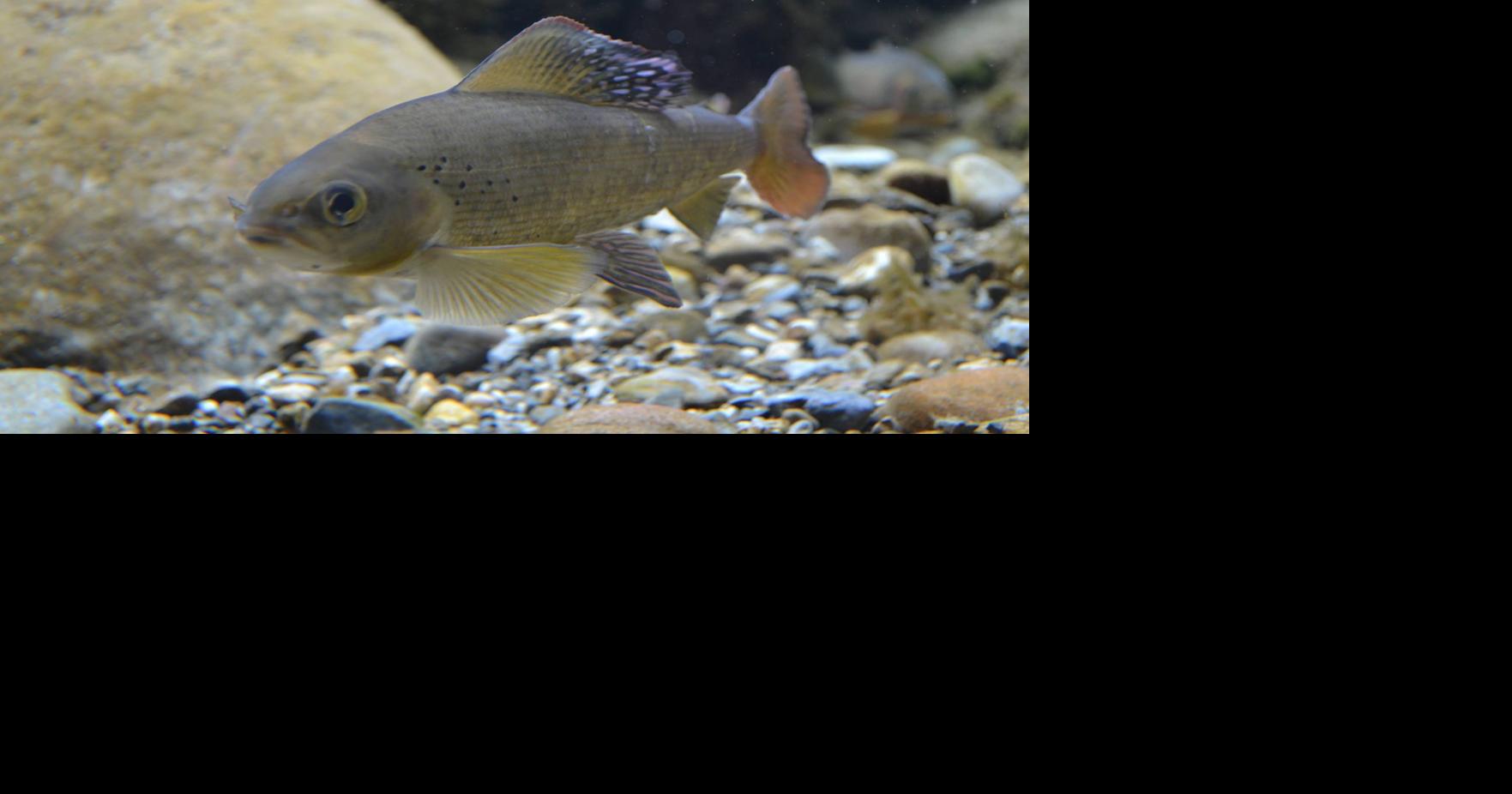 Learn how rainbow trout grow