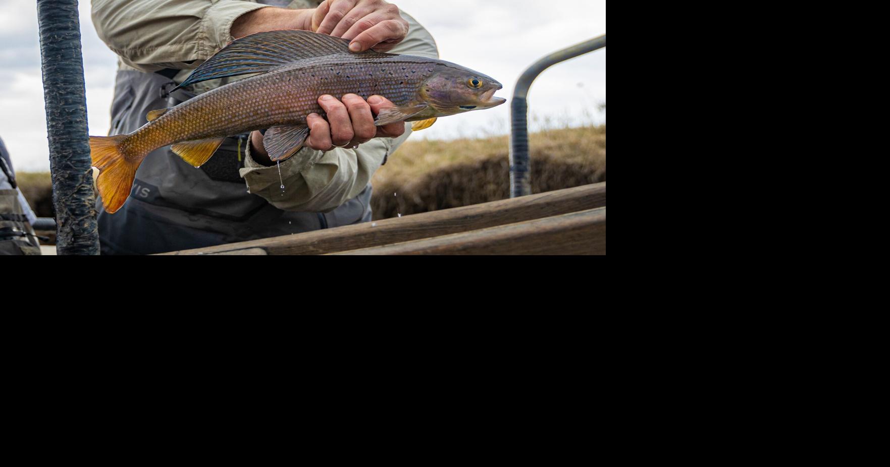 Photos: Centennial Valley Arctic grayling sampling by Montana FWP