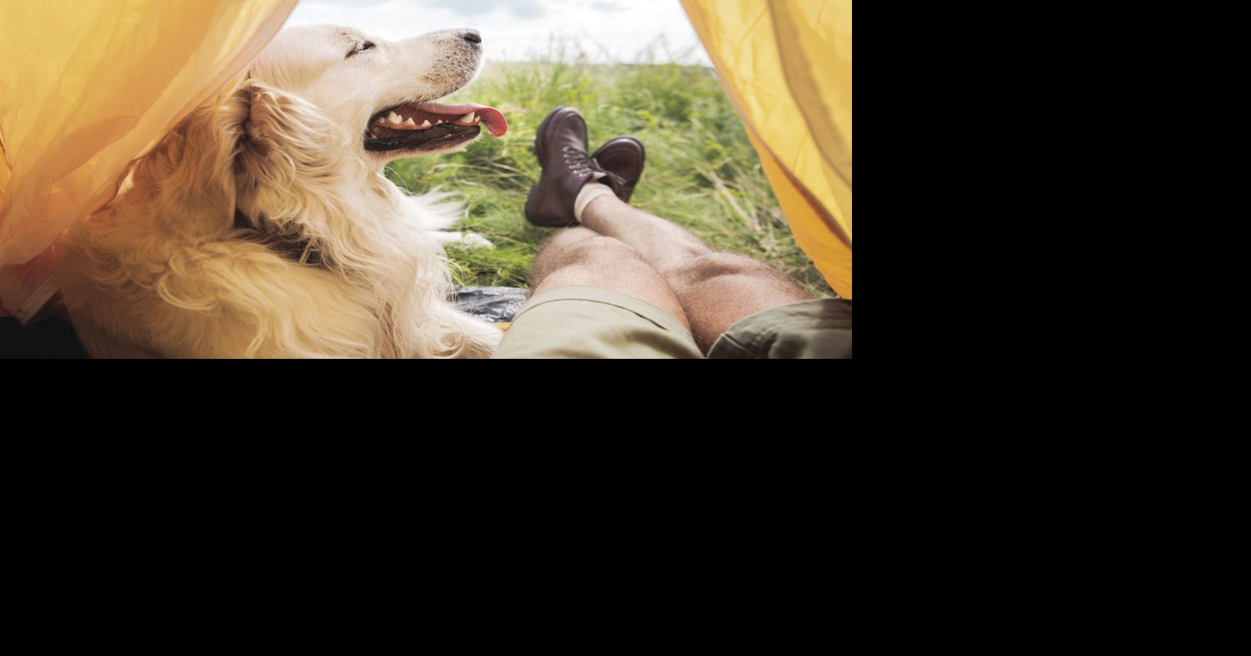 Helena approves stricter rules on nuisance dogs and removing excrement