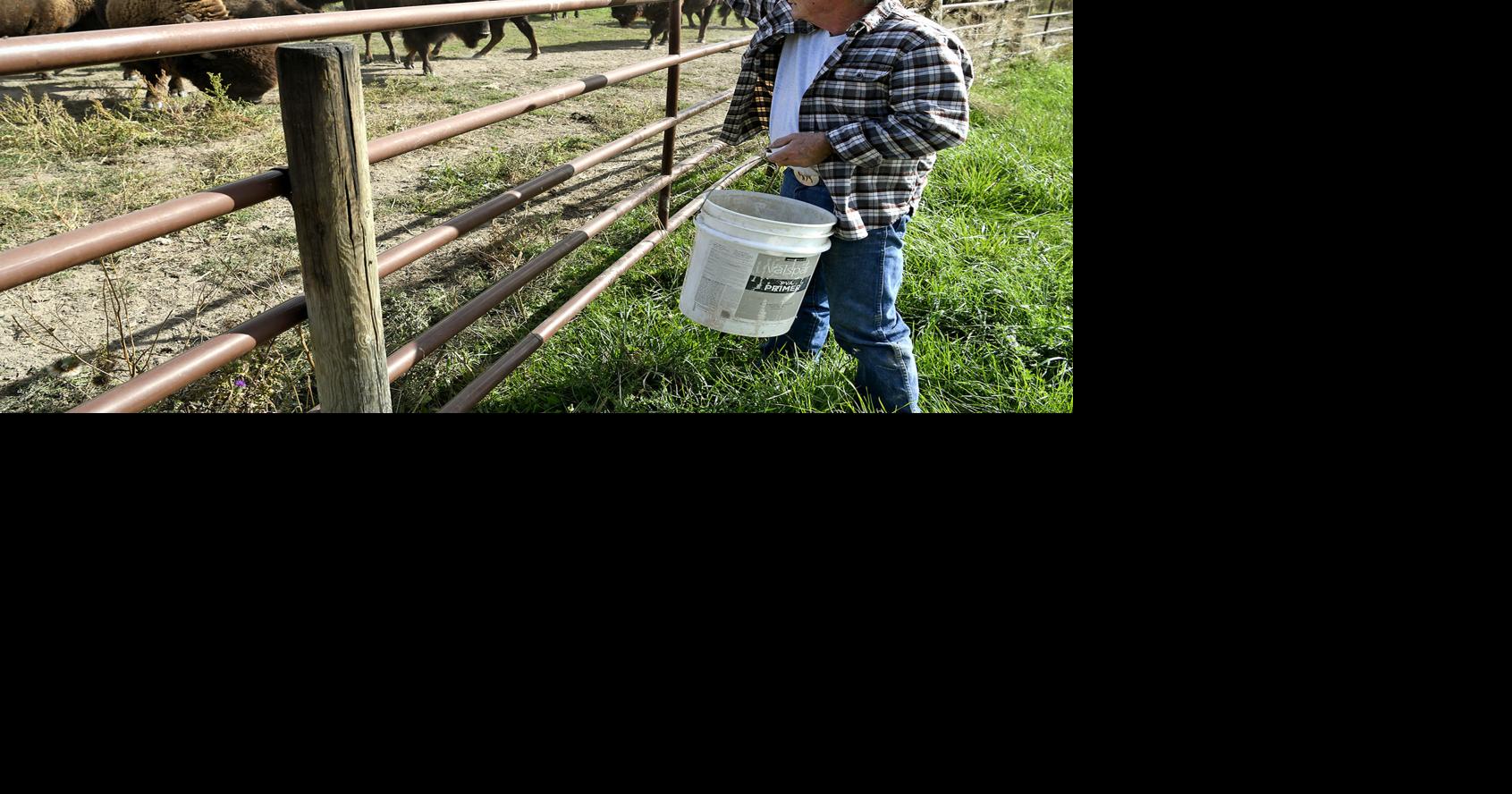 Raising bison: Dixon rancher fulfilling lifelong dream