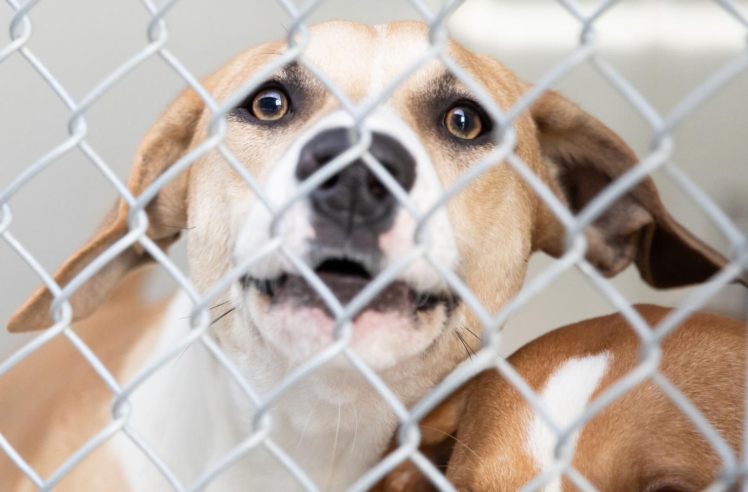 Helena animal shelter hit with influx of dogs