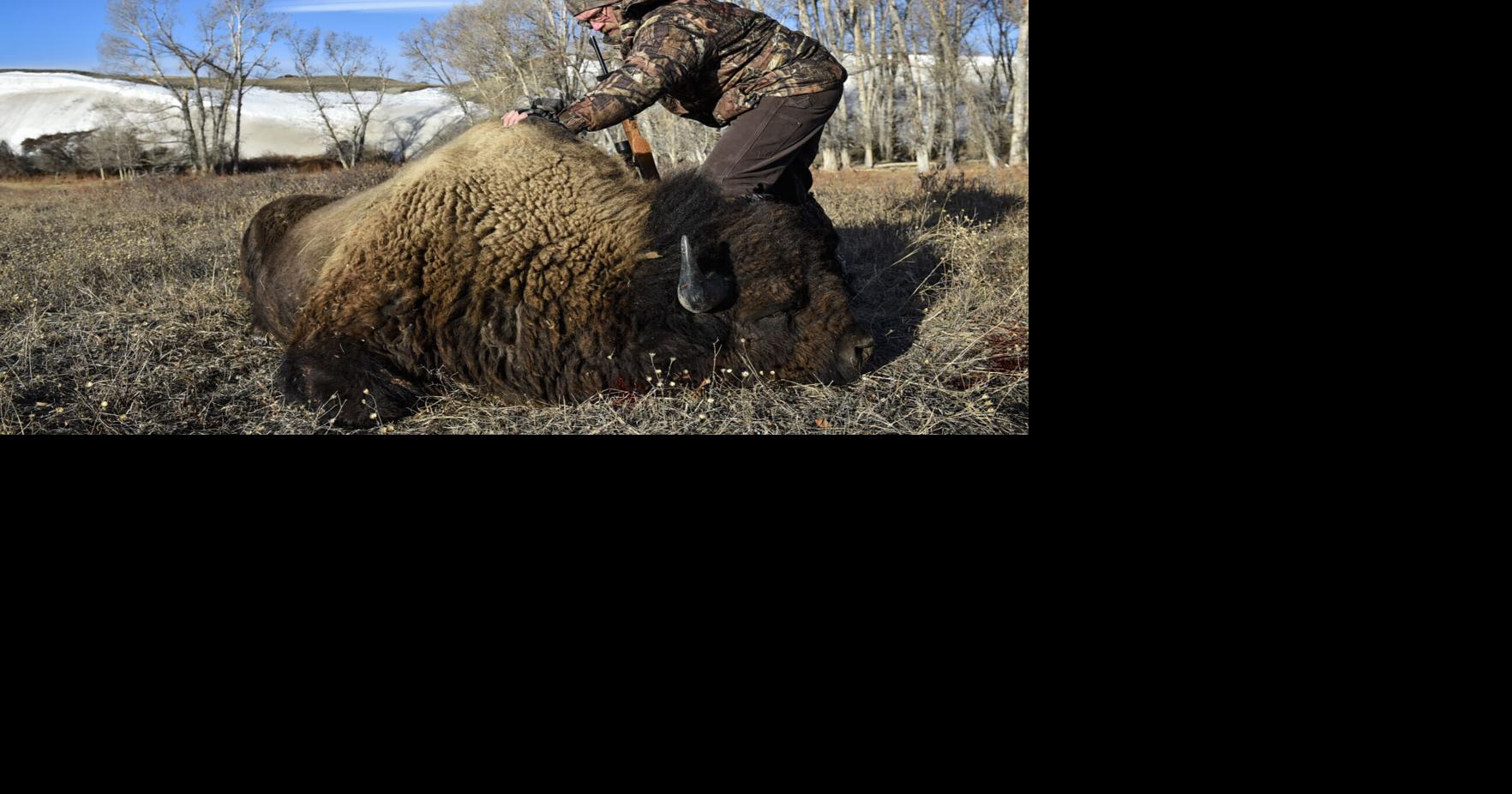 A new approach: First non-tribal Blackfeet buffalo hunt a success