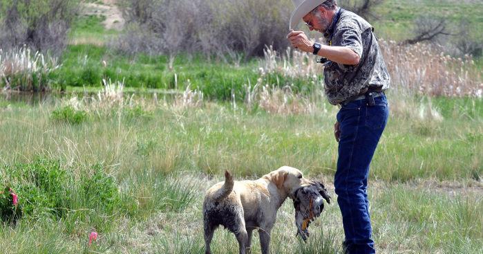 Outdoor bird dog training tradition draws international crowd