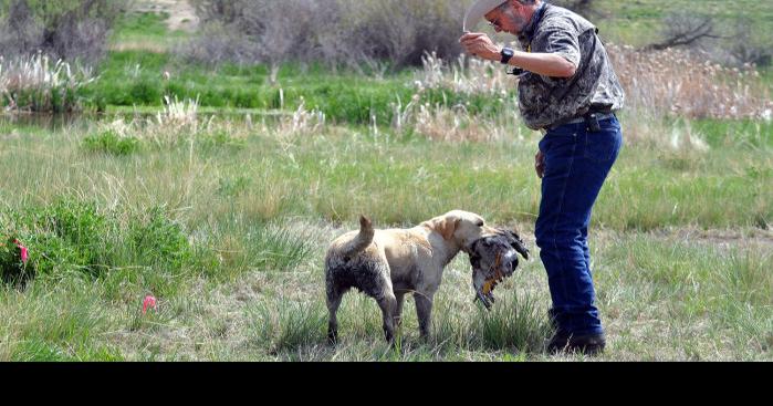 Outdoor bird dog training tradition draws international crowd